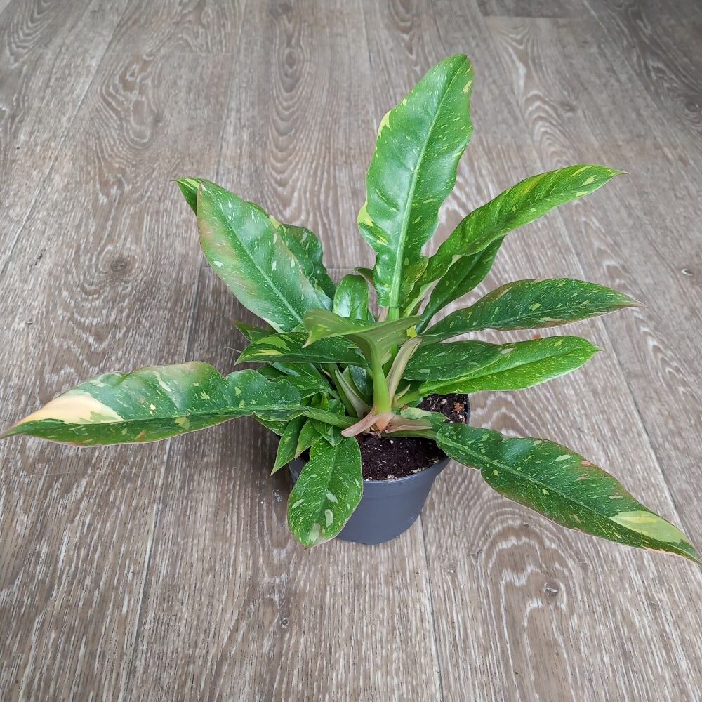 Philodendron Ring of Fire 45 cm