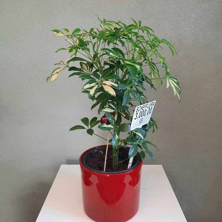 Schefflera arb. Gold Capella 70 cm