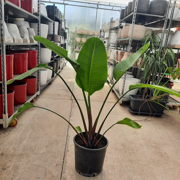 Strelitzia nicolai 130 cm