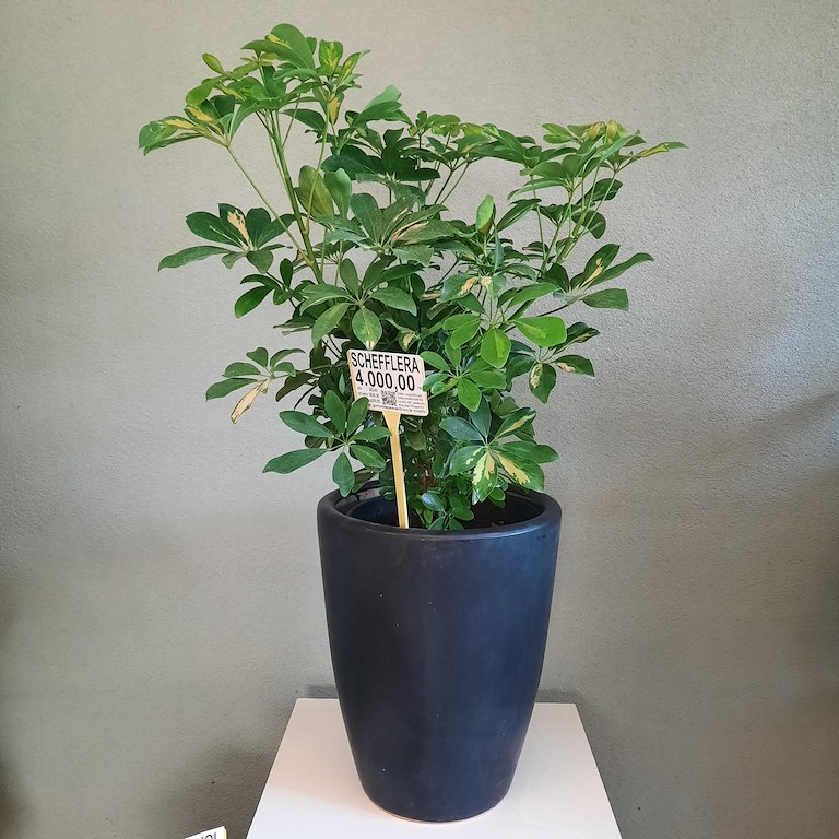 Schefflera Dalton 90-100 cm – Šeflera