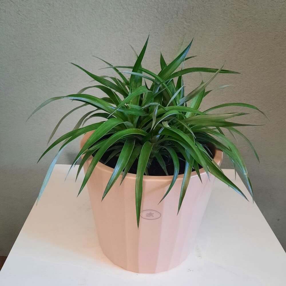 Ananas 40 cm