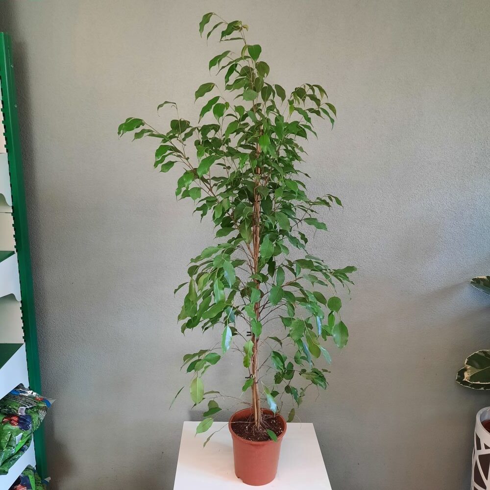 Ficus benj. Danielle King 140-170 cm