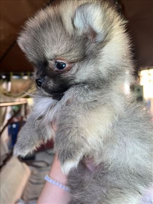 Pomeranac štene tricolor