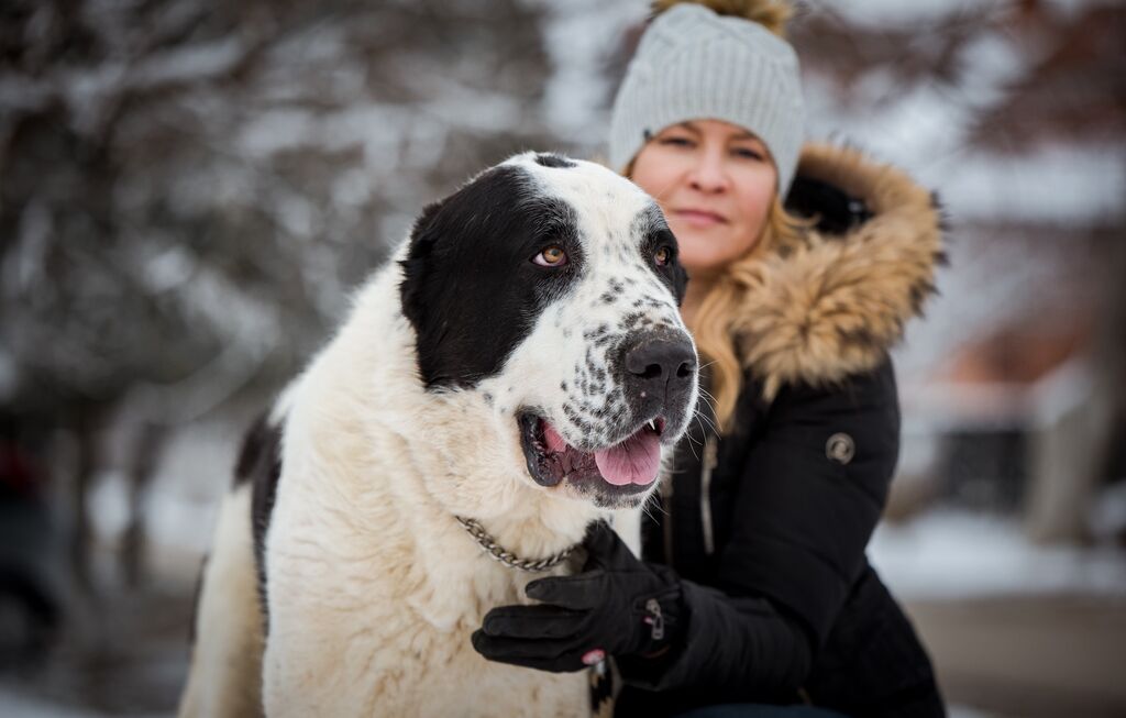 Kennel Ruski Izvor - FCI Caucasian shepherd, Central Asian shepherd