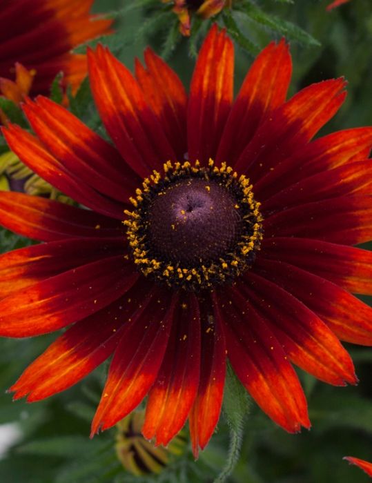 Rudbeckia Smiley Happy - Rudbekia