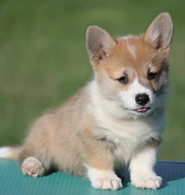 Velski korgi/Welsh Corgi Pembroke