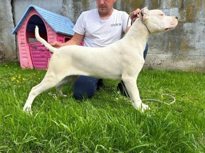 Dogo Argentino štenci