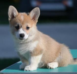 Velski korgi/Welsh Corgi Pembroke