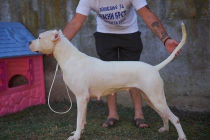 Dogo Argentino zenka