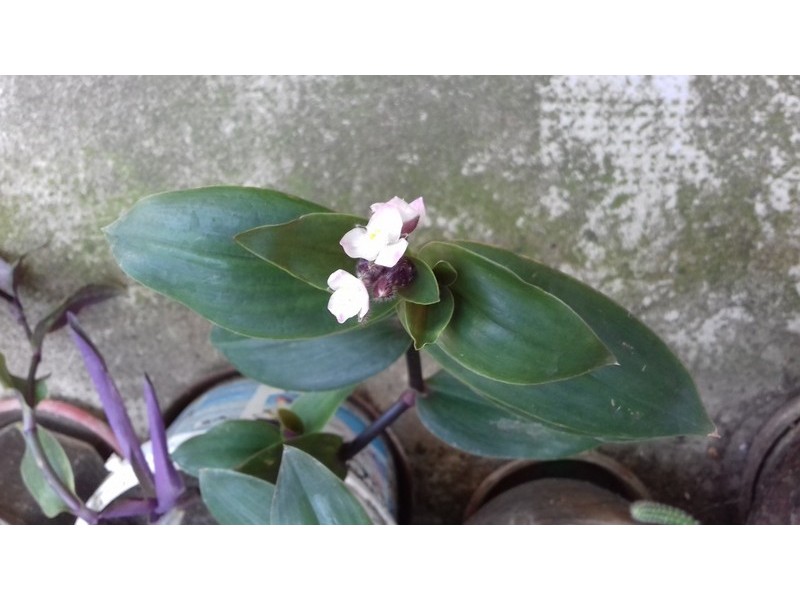 Tradescantia pallida, ljubičasta lozica ~RASPRODAJA~