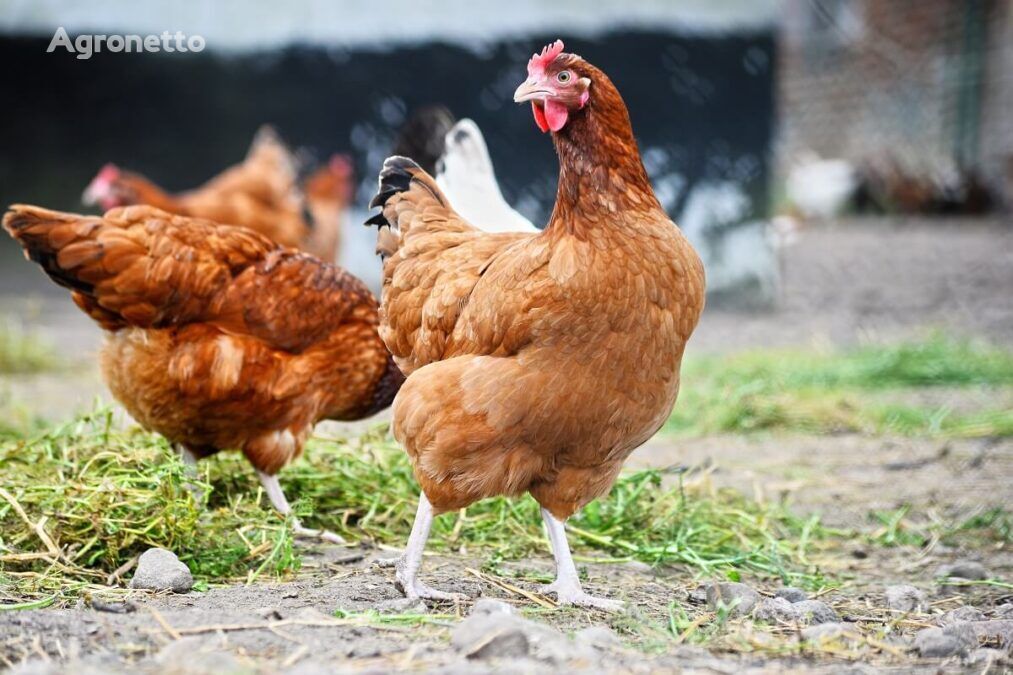 Farma ћe prodavati ROSSA kokoshke