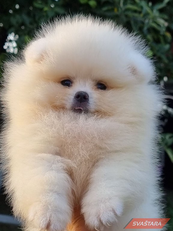 Pomeranac boo