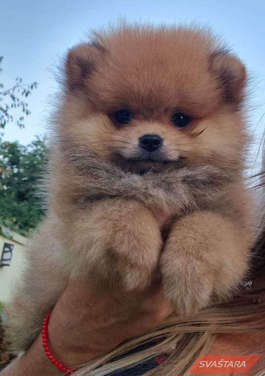 Pomeranac boo meda