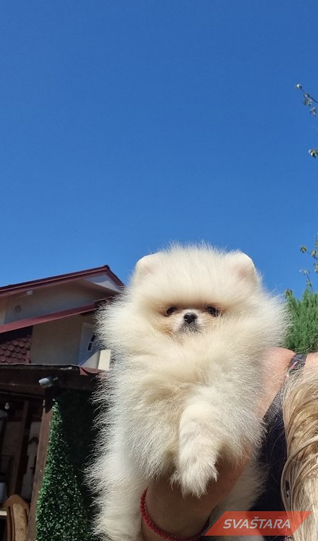 Pomeranac boo