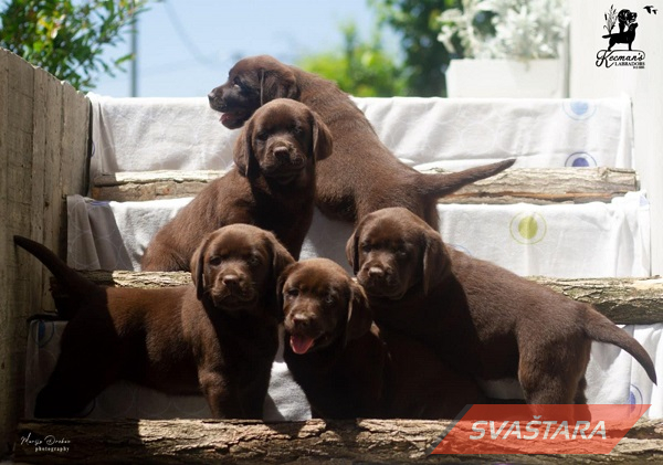 Labrador Retriver štenci