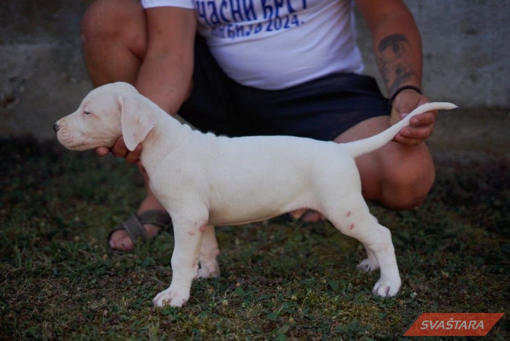 Dogo Argentino štenci