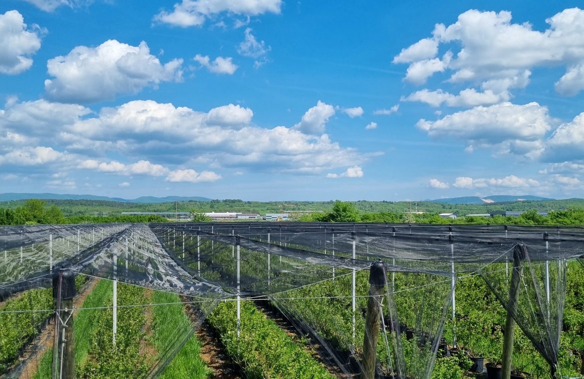 Plantaža borovnica Gagić