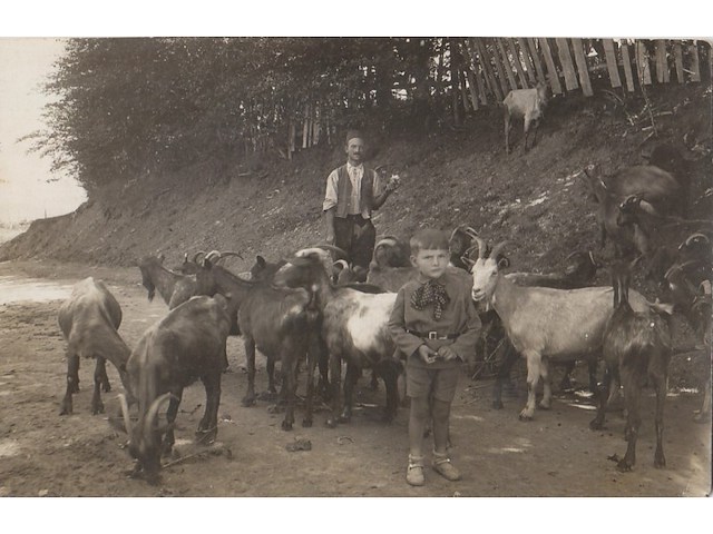 Palisad 1929. godine. Čovek, dečak, koze.