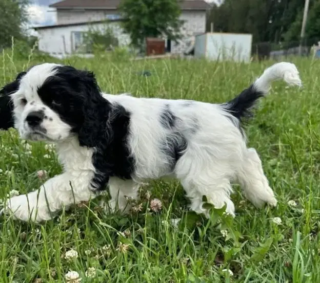 Americki i Engleski koker spanijel štenci