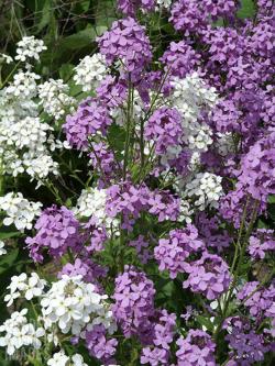 Noćna viola mix (500 semenki) Hesperis matronalis