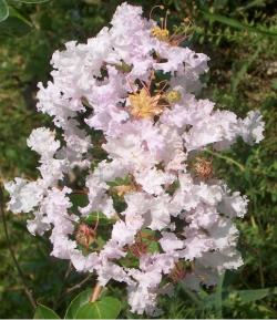 Lagerstroemia indica BELA