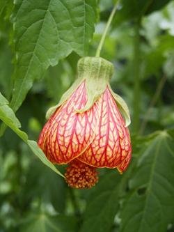 Abutilon