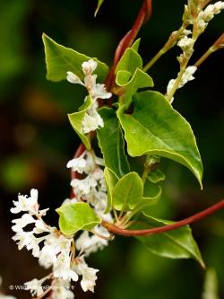 Ruska lozica - Fallopia aubertii