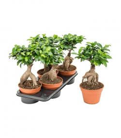 Ficus Bonsai Ginseng 35cm