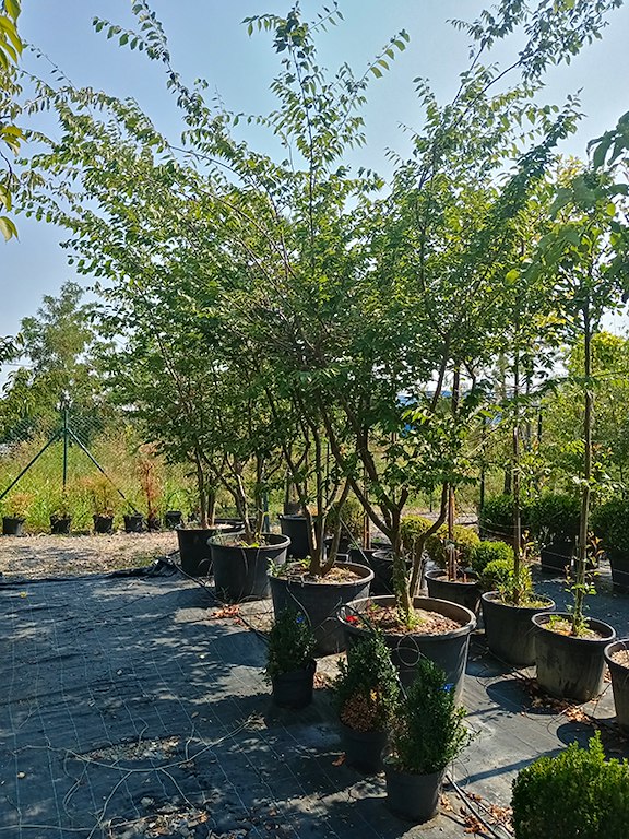 Japanska zelkova multistem