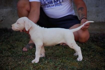 Dogo Argentino štenci