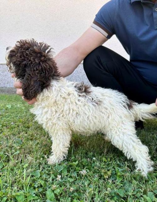 Lagotto Romagnolo štenci