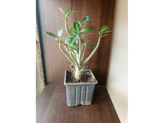 Pustinjska ruža (adenium obesum)