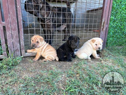 Shar pei – šar pej stenci