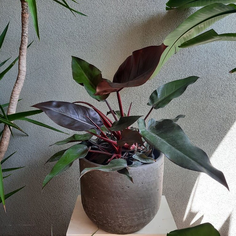 Philodendron Lisa 80-90 cm