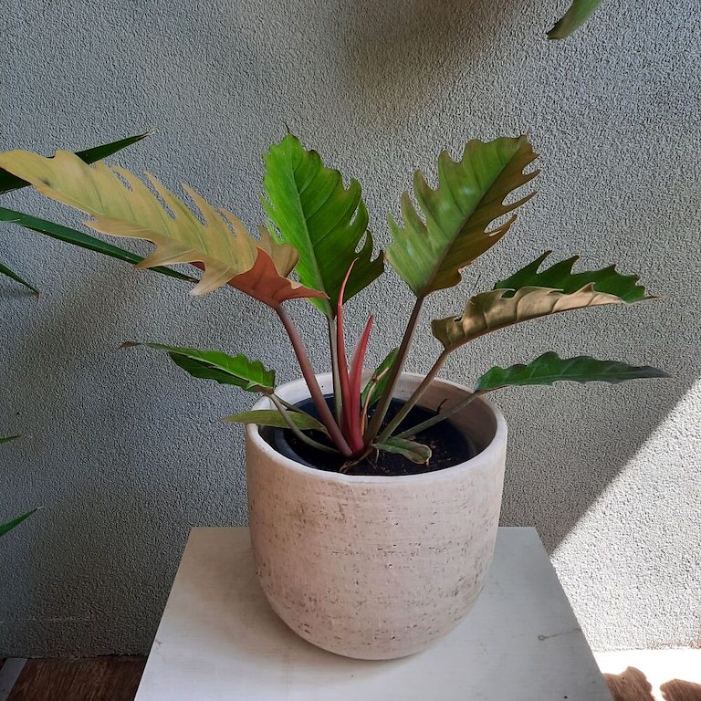 Philodendron Pluto 60 cm