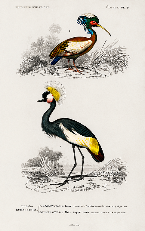 Black crowned crane & Madagascar ibis (1806-1876)