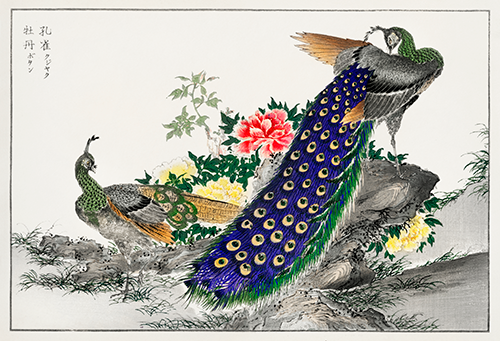 Peacock and Peony (1885) - Pictorial Monograph of Birds