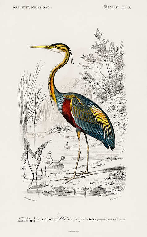 Purple heron (Ardea purpurea) (1806-1876)