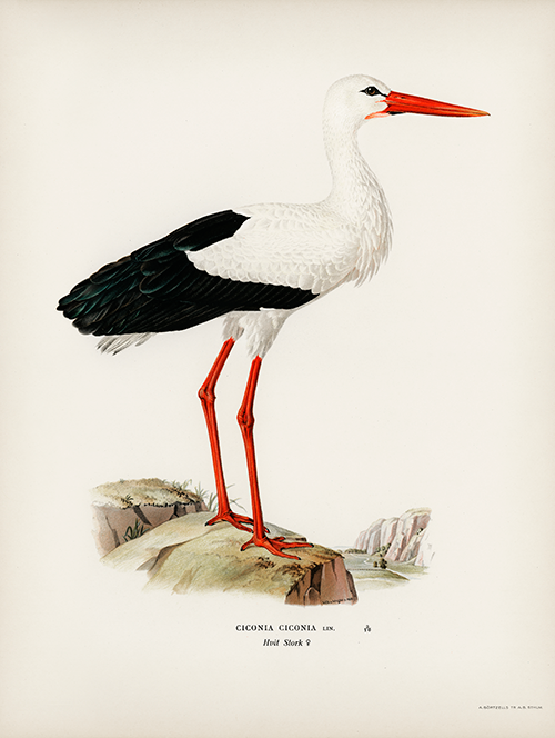 White stork (Ciconia ciconia)