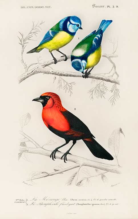 Birds (1806-1876)