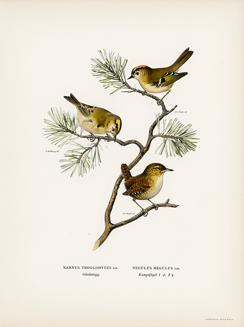 Eurasian wren (Nannus troglodytes) - Goldcrest (Regulus regulus)