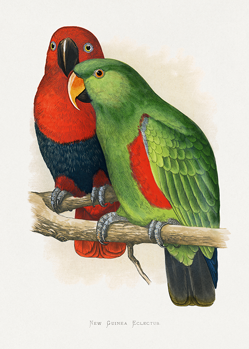 New Guinea Ecletus (Eclectus roratus polychloros)