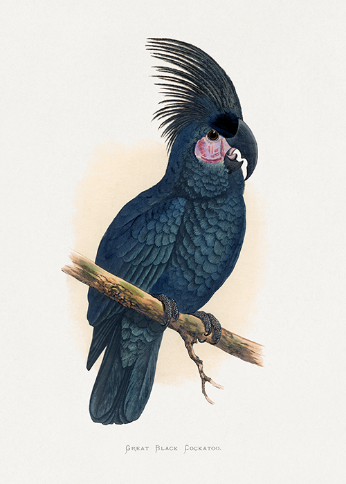 Great Black Cockatoo (Probosciger aterrimus)