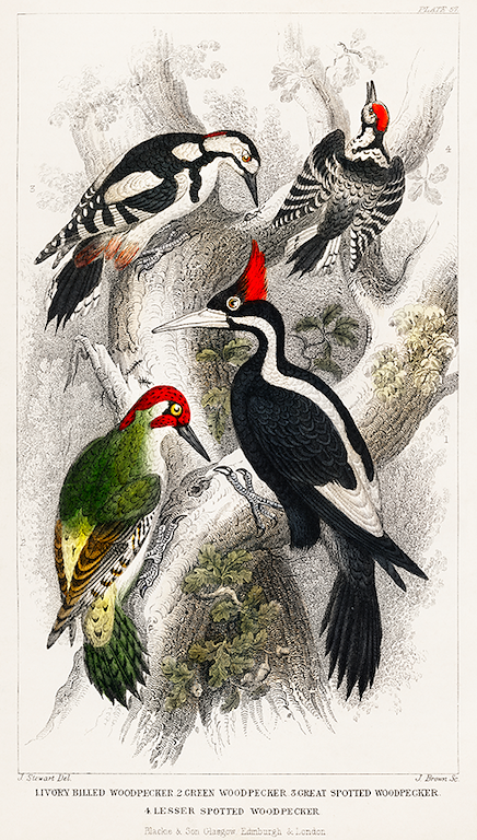 Ivory Billed Woodpecker, Green Woodpecker, Great Spotted Woodpecker, and Lesser Spotted Woodpecker (1730-1774)