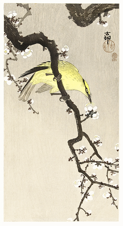 Chinese oriole on plum blossom branch (1900 - 1910)