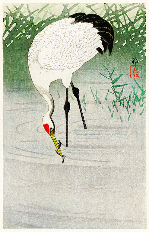 Fishing crane in shallow water (1900 - 1945)