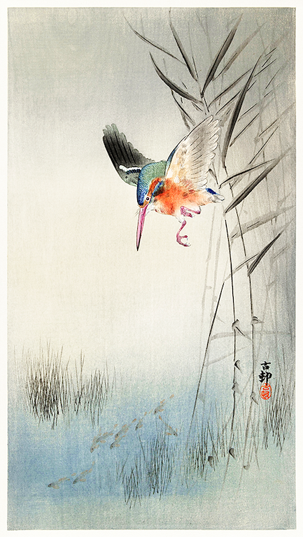 Kingfisher hunting for fish in the water (1900)