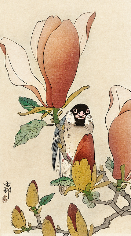 Sparrow on blooming magnolia branch (1900 - 1930)