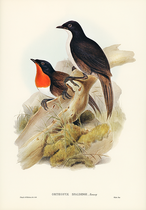 Spalding's orthonyx (Orthonyx Spaldingi) - Birds of Australia (1804–1841)