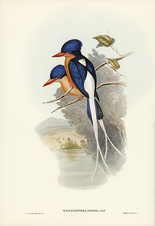 White-tailed Tanysiptera (Tanysiptera Sylvia) - Birds of Australia (1804–1841)